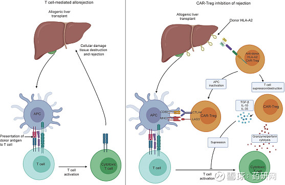 CAR-Treg细胞疗法渐入佳境 与传统T细胞（Tconv）相比，调节性T细胞（Tregs）能够实现CD4、CD25、FOXP3和低水平的CD127共表达... - 雪球