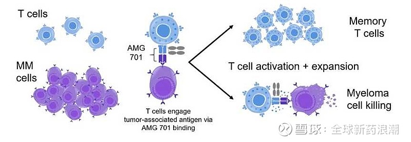 基于对目前竞争格局的考量，Amgen放BCMA/CD3双抗-AMG701的开发。#策略性停止候选分子# 双抗开发的重点将... - 雪球