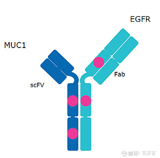 双抗ADC：在“万物皆可偶联”时代回归抗体偶联 2022年8月16日/医麦客新闻 eMedClub News/--ADC药物（antibody-drug conjuga... - 雪球