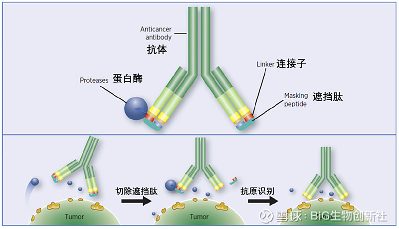 前抗体药物(Probody)，更安全是否意味着更有效？ 图一. 前药（Prodrug）的概念。（引用来源：PRODRUG TECHNOLOGY ...