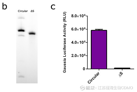 【耀文解读】环状RNA篇|深度解读构建circRNA稳定高效蛋白表达策略 #CDMO# #RNA疗法# #基因疗法# 前言关于circRNA体外环化和蛋白表达的优化，自然要提及2018年麻省 ...