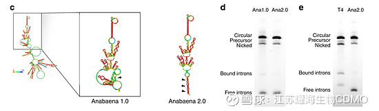 【耀文解读】环状RNA篇|深度解读构建circRNA稳定高效蛋白表达策略 #CDMO# #RNA疗法# #基因疗法# 前言关于circRNA体外环化和蛋白表达的优化，自然要提及2018年麻省 ...