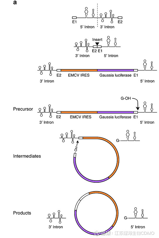 【耀文解读】环状RNA篇|深度解读构建circRNA稳定高效蛋白表达策略 #CDMO# #RNA疗法# #基因疗法# 前言关于circRNA体外环化和蛋白表达的优化，自然要提及2018年麻省 ...