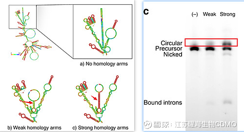【耀文解读】环状RNA篇|深度解读构建circRNA稳定高效蛋白表达策略 #CDMO# #RNA疗法# #基因疗法# 前言关于circRNA体外环化和蛋白表达的优化，自然要提及2018年麻省 ...