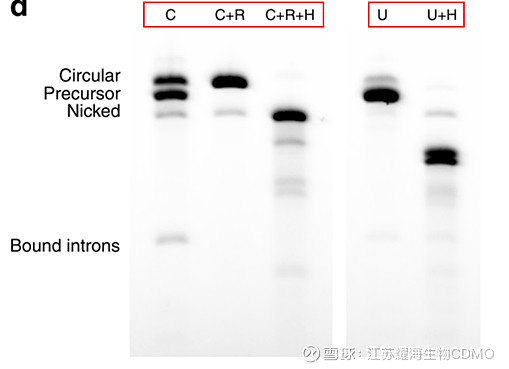 【耀文解读】环状RNA篇|深度解读构建circRNA稳定高效蛋白表达策略 #CDMO# #RNA疗法# #基因疗法# 前言关于circRNA体外环化和蛋白表达的优化，自然要提及2018年麻省 ...