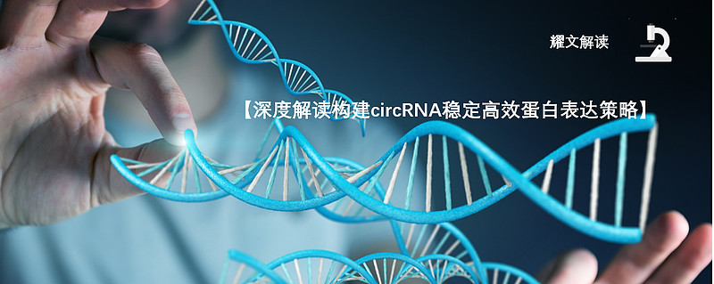 【耀文解读】环状RNA篇|深度解读构建circRNA稳定高效蛋白表达策略 #CDMO# #RNA疗法# #基因疗法# 前言关于circRNA体外环化和蛋白表达的优化，自然要提及2018年麻省 ...