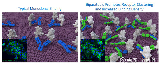 Zymeworks下一代ADC技术 ADC平台TOP01i 下一代ADCTOP01i技术平台是今年 Zymeworks 刚发布的下一代ADC ...