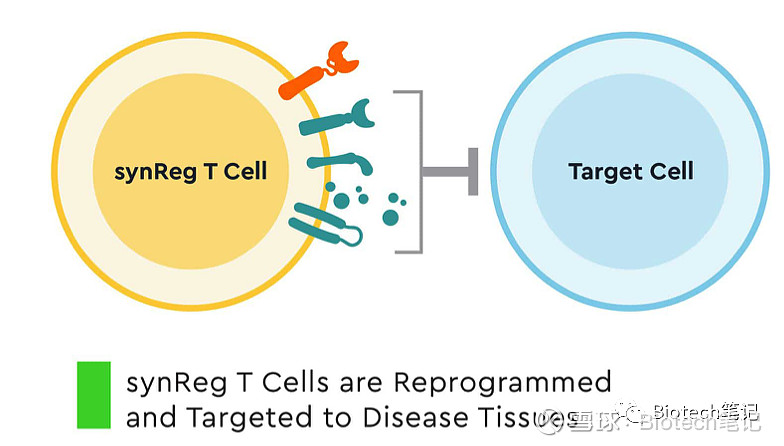 CAR-T新焦点-聚焦自免疾病的Treg细胞 CAR-T疗法使这一发现为癌症药物研究开辟了新的前沿。CAR-Treg是一种治疗类风湿性关节炎和 ...