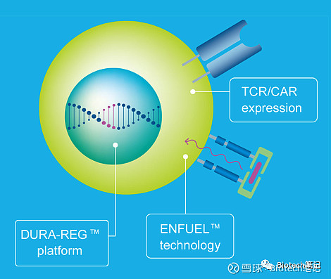 CAR-T新焦点-聚焦自免疾病的Treg细胞 CAR-T疗法使这一发现为癌症药物研究开辟了新的前沿。CAR-Treg是一种治疗类风湿性关节炎和1型糖尿病等自身免疫性疾... - 雪球