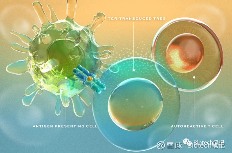 CAR-T新焦点-聚焦自免疾病的Treg细胞 CAR-T疗法使这一发现为癌症药物研究开辟了新的前沿。CAR-Treg是一种治疗类风湿性关节炎和1型糖尿病等自身免疫性疾... - 雪球