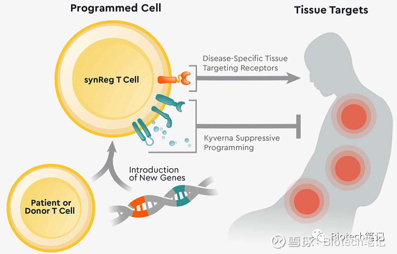 CAR-T新焦点-聚焦自免疾病的Treg细胞 CAR-T疗法使这一发现为癌症药物研究开辟了新的前沿。CAR-Treg是一种治疗类风湿性关节炎和1型糖尿病等自身免疫性疾... - 雪球