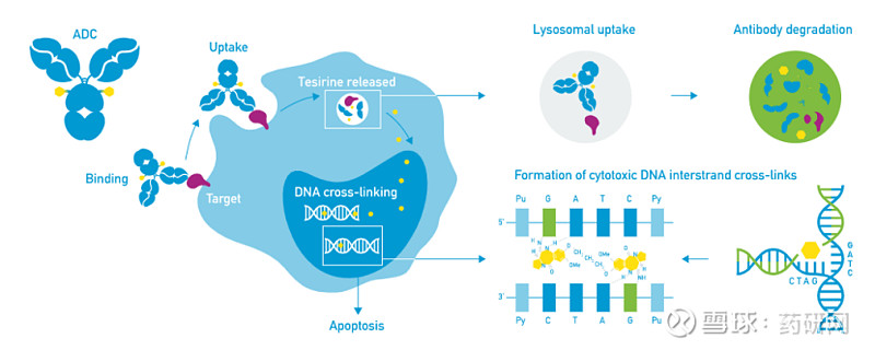 Spirogen新一代ADC技术 2013年， 阿斯利康 以总价4.4亿美元收购PBD ADC先驱Spirogen。2008年至今 ...