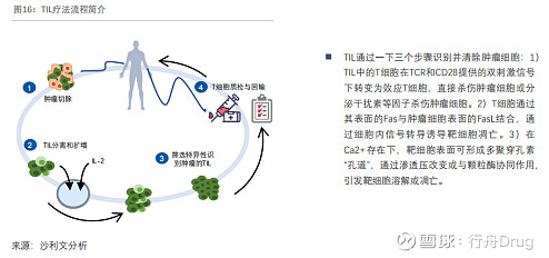 循生医学TIL疗法IND获得受理 点击上方的 行舟Drug 添加关注 2022年8月24日/医麦客新闻 eMedClub News/--今日，据中国国... - 雪球