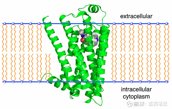 强生、信达生物研发GPRC5D/BCMA/CD3三抗 Armstrong 2022年8月25日， 强生 、 信达生物 的GPRC5D/BCMA/CD3三抗专利同一天公开。... - 雪球