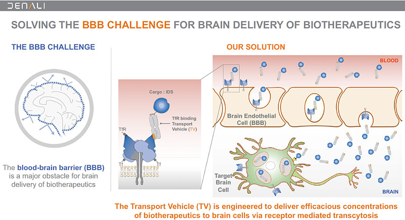 穿越血脑屏障！Denali新药迈入临床2/3期试验 Denali Therapeutics 今日公布其在研酶替代疗法DNL310于II型黏多糖 ...