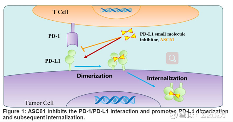 歌礼制药口服PD-L1抑制剂前药在国内申报临床 9月2日，CDE官网显示， 歌礼制药 的口服PD-L1小分子抑制剂前药ASC61片临床试验申请 ...