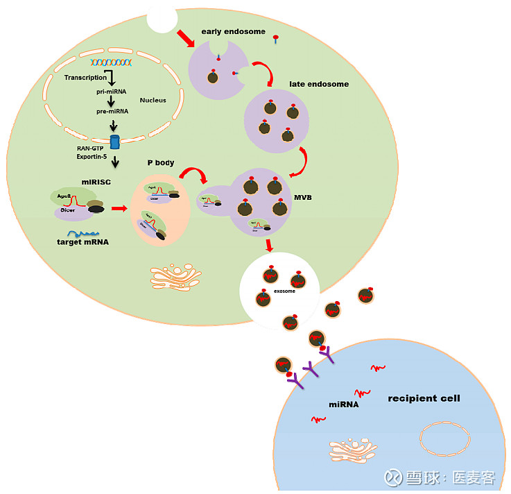 外泌体作为miRNA的载体：形成-功能-未来 9月14日（周三） 10:00-12:00 外泌体药物递送载体研究分享 马上点击预约：（小程序入口）来自细胞的细胞外囊泡... - 雪球