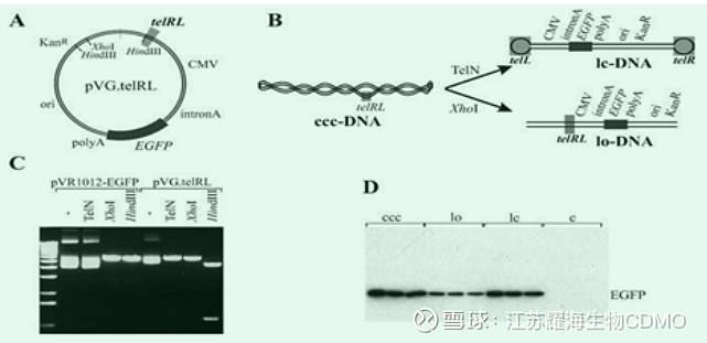 【星耀小课堂】剔除无关骨架序列，构建线性末端闭合迷你DNA #CDMO# #基因治疗# #DNA# 注：本文不构成任何投资意见和建议，以官方/公司公告为准；本文仅作 医疗健康 相关... - 雪球