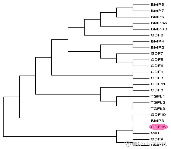 GDF15-GFRAL靶点全梳理 生长分化因子15(GDF15)为一种内分泌激素，是TGFβ超家族成员，在肥胖、糖尿病、非酒精性脂肪肝、癌症等 ...