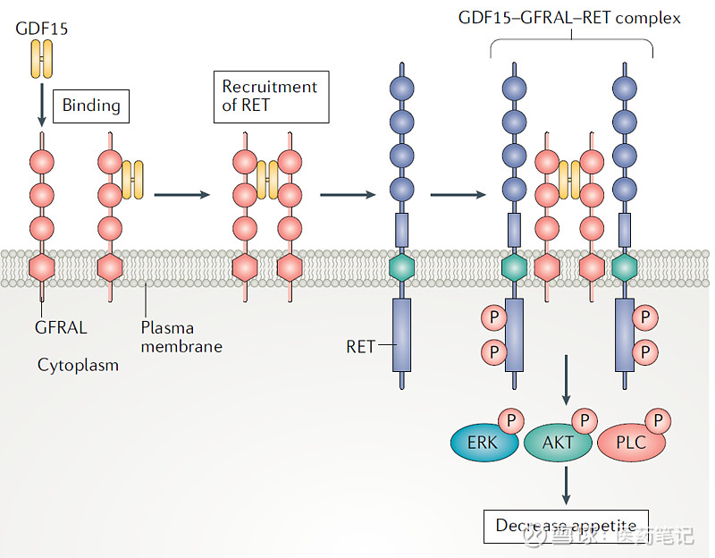 GDF15-GFRAL靶点全梳理 生长分化因子15(GDF15)为一种内分泌激素，是TGFβ超家族成员，在肥胖、糖尿病、非酒精性脂肪肝、癌症等 ...