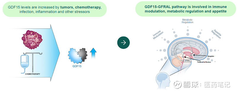 GDF15-GFRAL靶点全梳理 生长分化因子15(GDF15)为一种内分泌激素，是TGFβ超家族成员，在肥胖、糖尿病、非酒精性脂肪肝、癌症等 ...