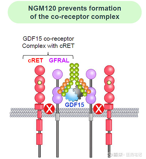 GDF15-GFRAL靶点全梳理 生长分化因子15(GDF15)为一种内分泌激素，是TGFβ超家族成员，在肥胖、糖尿病、非酒精性脂肪肝、癌症等 ...