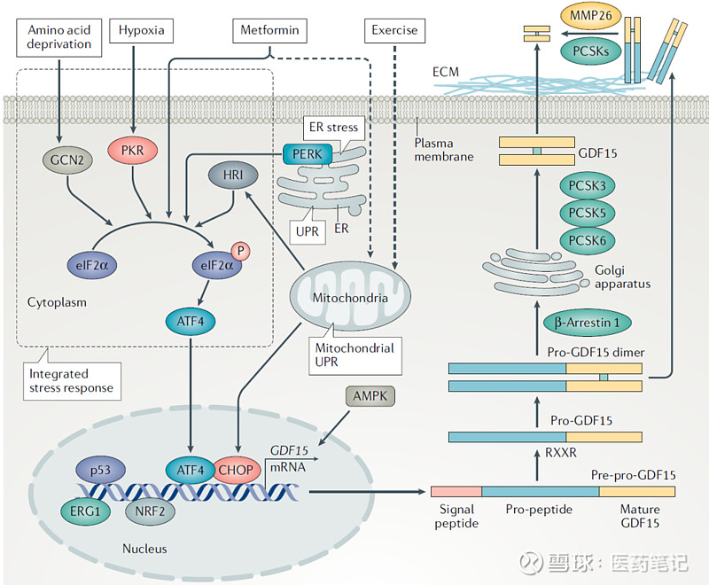 GDF15-GFRAL靶点全梳理 生长分化因子15(GDF15)为一种内分泌激素，是TGFβ超家族成员，在肥胖、糖尿病、非酒精性脂肪肝、癌症等 ...