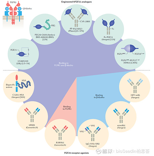 安进授权，辉瑞投资，NASH新药efruxifermin是怎样炼成的？ 9月13日， Akero Therapeutics 宣布 ...