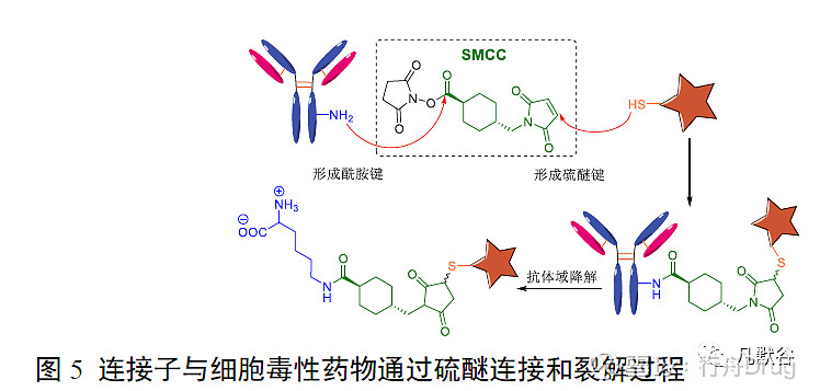 抗体偶联药物中连接技术研究进展 点击上方的 行舟Drug 添加关注 抗体偶联药物中连接技术研究进展来源《中国新药与临床杂志》 2022年作者李 ...
