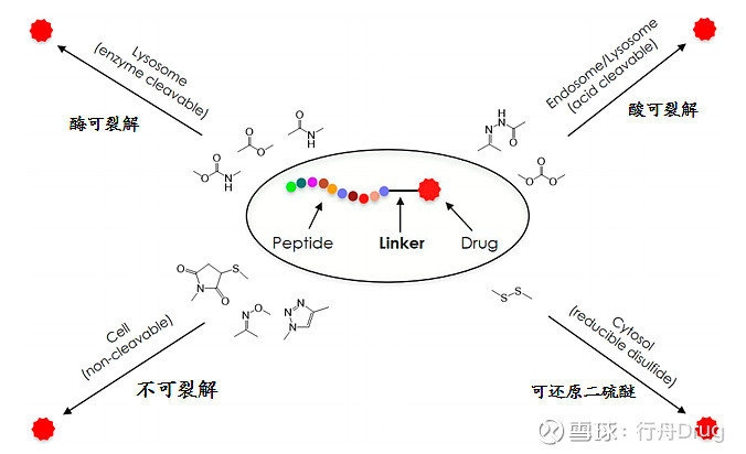 多肽偶联药物（PDC）研究进展 点击上方的 行舟Drug 添加关注 摘要 本文围绕PDC药物的背景，设计原则，国内外竞争格局，药物改进与未来 ...