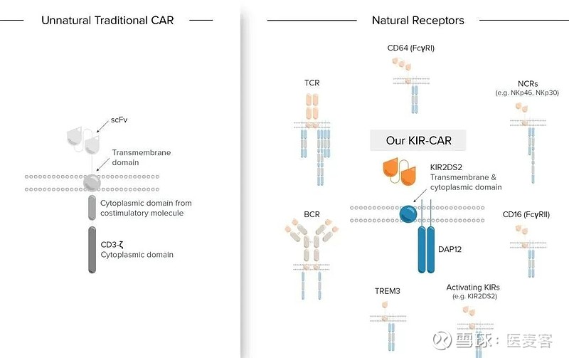 “CAR-T之父”领衔的双链CAR-T实体瘤疗法获批IND，CAR-T持久性如何突破？ 2022年9月22日/医麦客新闻 eMedClub News/--2022年9月20日，Verismo ...