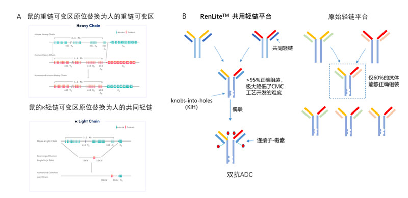 优于单抗ADC？康宁杰瑞、百奥赛图角逐双抗ADC赛道 近期，美股上市公司 Zymeworks 因在研的HER2双抗ADC新药ZW49治疗实体瘤 ...