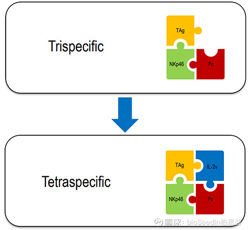 新靶点NKp46与新机制NK cell engager PREFACE 前言NK细胞作为免疫效应细胞天然的能够识别正常细胞和肿瘤细胞，这一特性 ...
