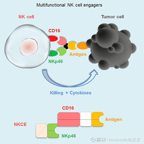 新靶点NKp46与新机制NK cell engager PREFACE 前言NK细胞作为免疫效应细胞天然的能够识别正常细胞和肿瘤细胞，这一特性 ...