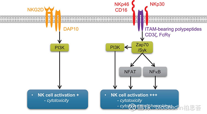 新靶点NKp46与新机制NK cell engager PREFACE 前言NK细胞作为免疫效应细胞天然的能够识别正常细胞和肿瘤细胞，这一特性 ...