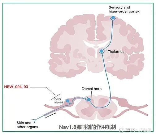 Nav1.8抑制剂——摆脱成瘾性禁锢的全新机制镇痛药 本文来源：海博为 注：本文不构成任何投资意见和建议，以官方/公司公告为准；本文仅作 医疗 ...