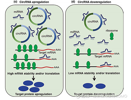 【耀文解读】环状RNA(circRNA)的miRNA分子海绵功能与潜在医学转化 #mRNA疗法# #Mrna# #CDMO# 注：本文不构成任何投资意见和建议，以官方/公司公告为准；本文仅作 ...