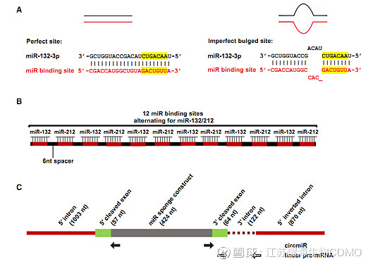 【耀文解读】环状RNA(circRNA)的miRNA分子海绵功能与潜在医学转化 #mRNA疗法# #Mrna# #CDMO# 注：本文不构成任何投资意见和建议，以官方/公司公告为准；本文仅作 ...