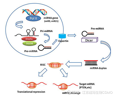 【耀文解读】环状RNA(circRNA)的miRNA分子海绵功能与潜在医学转化 #mRNA疗法# #Mrna# #CDMO# 注：本文不构成 ...