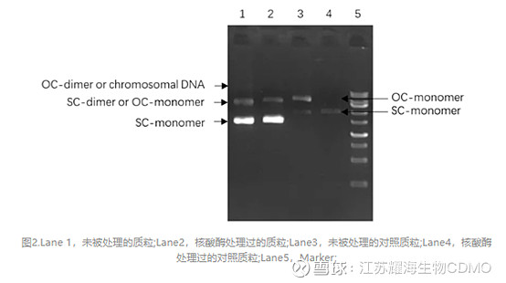 国庆特辑|mRNA小指南-质粒检测学问多，跟着入门不怕错 #mrna疫苗# #mRNA疗法# #CDMO# 注：本文不构成任何投资意见和建议 ...