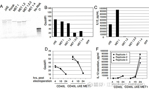 【耀文解读】优化CD40L-mRNA序列可提高在树突状细胞的表达水平，且促进IL-12的分泌 #mrna疫苗# #mRNA疗法# #CDMO# 注：本文不构成任何投资意见和建议，以官方/公司 ...