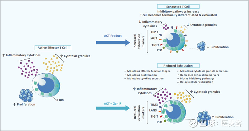 表观遗传重编程的TIL疗法FDA获批临床，增强细胞干性与持久性 2022年10月9日/医麦客新闻 eMedClub News/--2022年 ...