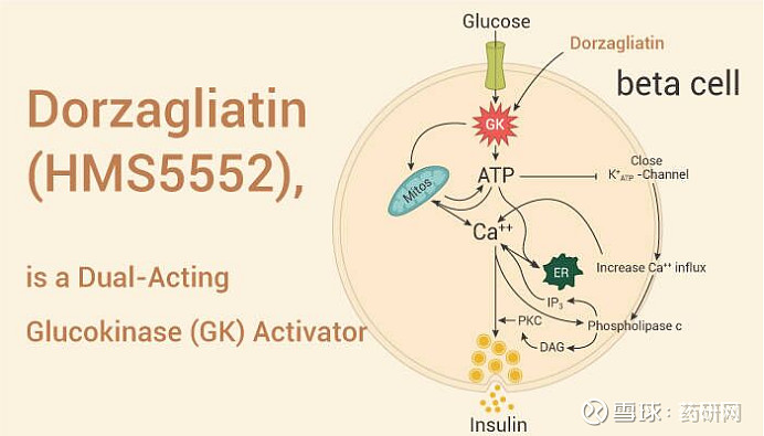 全球首款！华领医药降糖药获批上市 10月8日， 华领医药 的first in class降糖药多格列艾汀（dorzagliatin）正式获得 ...