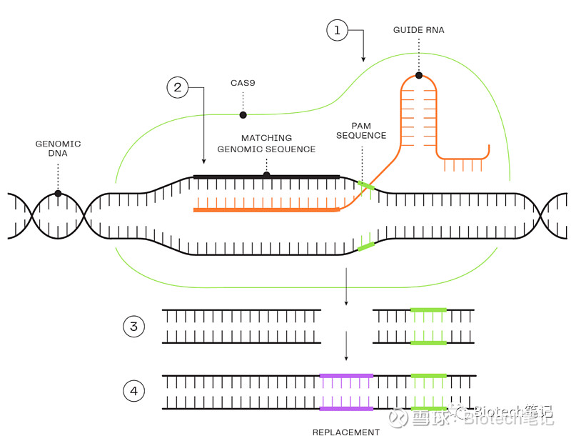 复活猛犸象？乔治·丘奇的Colossal Biosciences正在迅速推进 哈佛医学院遗传学家乔治·丘奇(George Church)领导的 ...