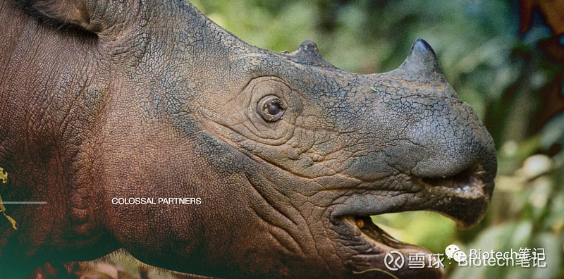 复活猛犸象？乔治·丘奇的Colossal Biosciences正在迅速推进 哈佛医学院遗传学家乔治·丘奇(George Church)领导的 ...