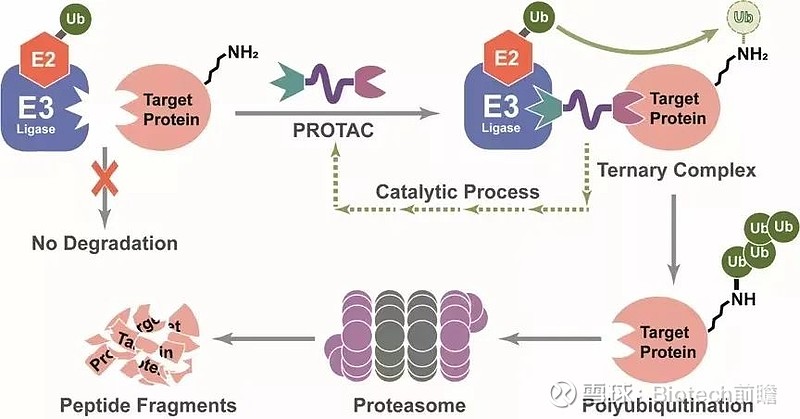 Nature丨基因泰克尝试PROTAC联合双抗在结直肠癌探索 昨天的文章有提到当下是做药人的黄金时代，但在没有解决创新药支付问题之前，依然是卖药人的至暗时代。这就导致冰火两重天的奇异... - 雪球