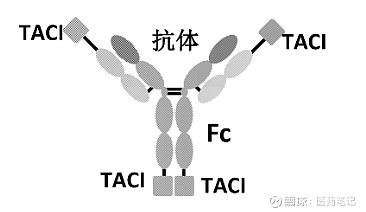 系统性红斑狼疮：恒瑞医药研发IL-23/TACI双抗 Armstrong 系统性红斑狼疮作为一种高度异质性的疾病，该领域的药物研发历经波折，近年来仅 葛兰素史克 BLyS抗... - 雪球
