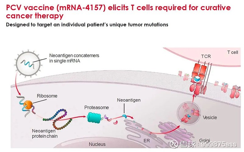 mRNA的初心：个体化肿瘤疫苗 - 10月13日， 默沙东 与 Moderna 联合宣布，共同开发与商业化个体化肿瘤疫苗（PCV）mRNA-4157/V... - 雪球