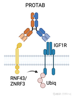 双抗赋能：PROTAC迈入新时代 点击上方的 行舟Drug 添加关注新闻公告 面对多种新型抗体药物的快速发展，疫情新常态下首次回归线下的华人 ...