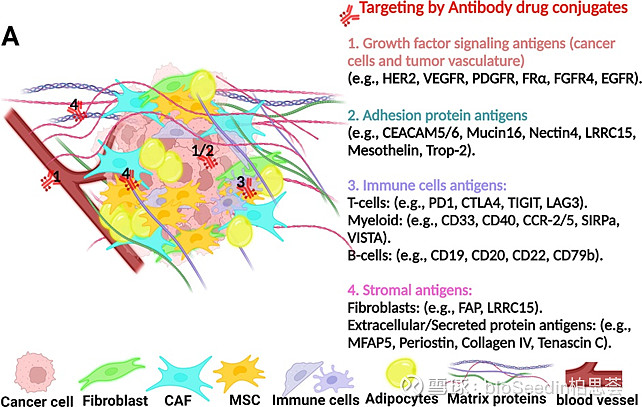齐鲁、艾伯维实现双抗、ADC差异化布局的新武器——靶点LRRC15 01 LRRC15作为癌症治疗的潜力靶点LRRC15 (Leucine ...